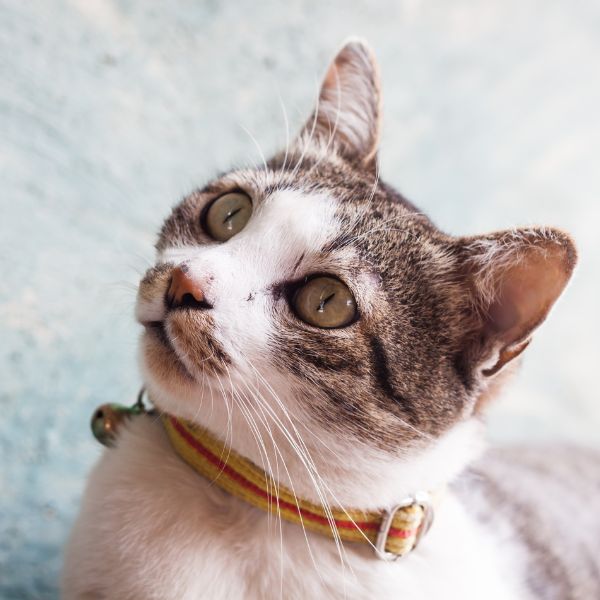 North Suffolk Animal Clinic Gallery | Vet In Suffolk, VA